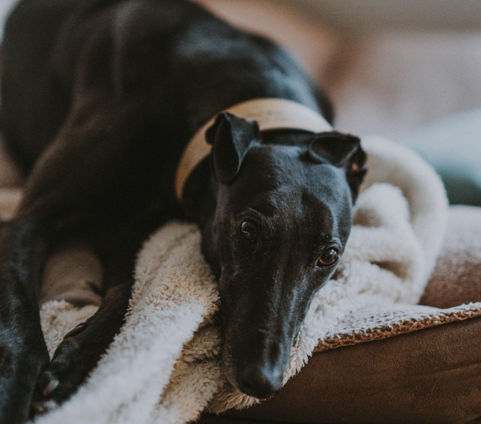 Essential Items for a Greyhound – Part 2 - My Pet Greyhound