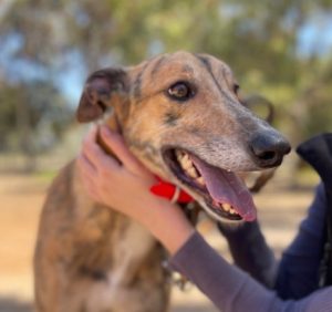 Beginners Guide to Cleaning a Greyhounds Teeth