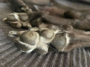 What are Corns on Greyhounds? - My Pet Greyhound
