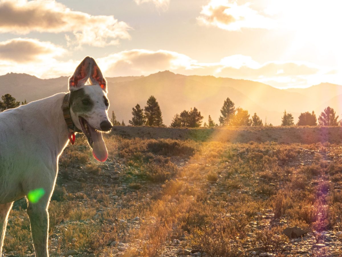 Your Greyhound at Home - My Pet Greyhound